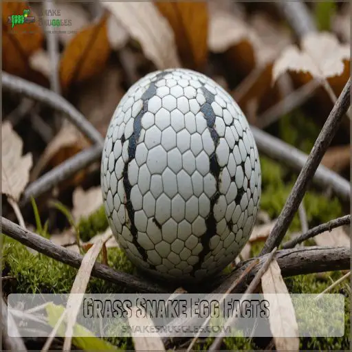 Grass Snake Eggs Size & Appearance: Expert Guide + 10 Must-Know Facts