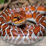 Corn Snake Size Chart: Growth, Average Size & Key Factors