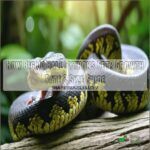 How Big Do Ball Pythons Get? Growth Rate & Size Guide