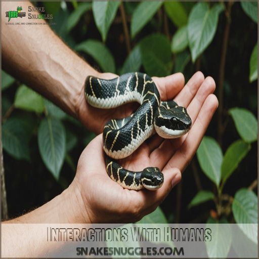 Are King Snakes Poisonous? Truth About These Misunderstood Reptiles ...