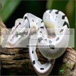 Piebald Ball Pythons: a Complete Guide With Pics & Cool Facts