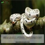 Piebald Ball Pythons: a Complete Guide With Pics & Cool Facts