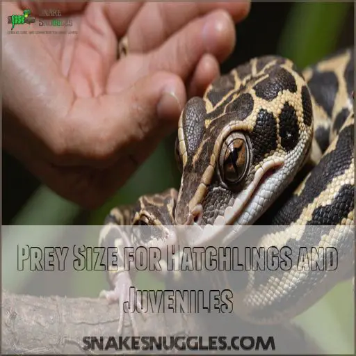 Boa Constrictor Diet: Essential Feeding Tips and Prey Choices