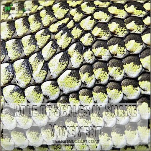 Can You Outrun The Fastest Snakes on Earth? The Answer May Surprise You