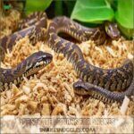 Setting Up a Snake Enclosure: a Complete Guide for Beginners