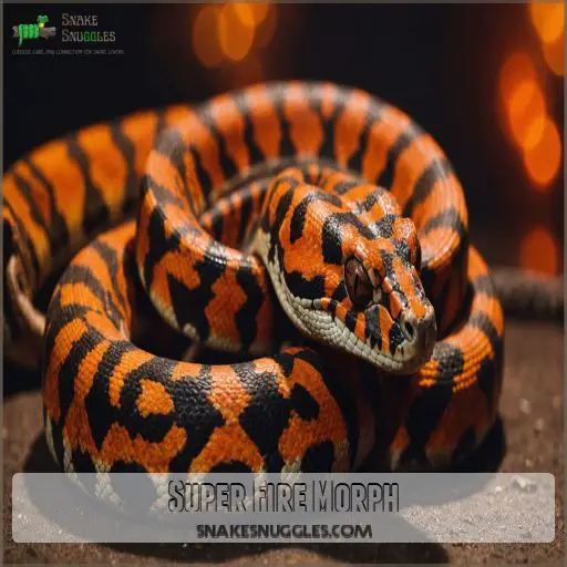 Boa Constrictor Color Morphs: a Guide to Stunning Variations