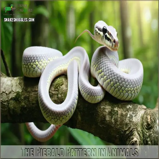 Piebald Ball Pythons: a Complete Guide With Pics & Cool Facts