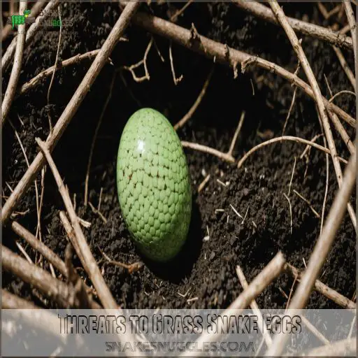 Grass Snake Eggs Size & Appearance: Expert Guide + 10 Must-Know Facts