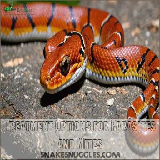 Corn Snake Health Problems: Signs, Treatment & Prevention