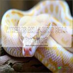 Albino Ball Python: Complete Guide to Care, Colors & Costs (2024)