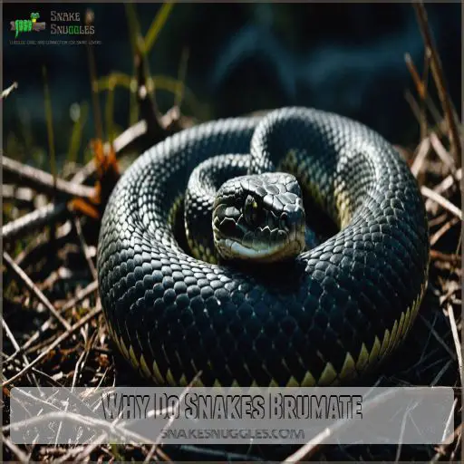 Snake Brumation Process: Essential Insights for Care and Survival