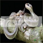 Boa Constrictor Babies: Surprising Facts and Reproduction Secrets