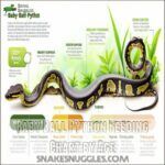 Ball Python Feeding Guide for Babies: Charts, Tips & Expert Care (2024)