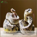 Ball Python Size: How Big Do These Pets Really Get?