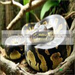 Ball Python Size: How Big Do These Pets Really Get?