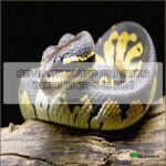 Best Ball Python Morphs: Top 10 Stunning Varieties You Need to See (2024)