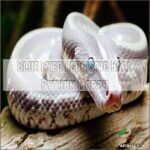 Best Ball Python Morphs: Top 10 Stunning Varieties You Need to See (2024)