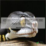 Can Ball Pythons See? The Truth About Their Vision Will Surprise You