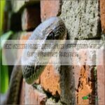 Can Snakes Climb Walls? The Surprising Truth About Slithery Climbers