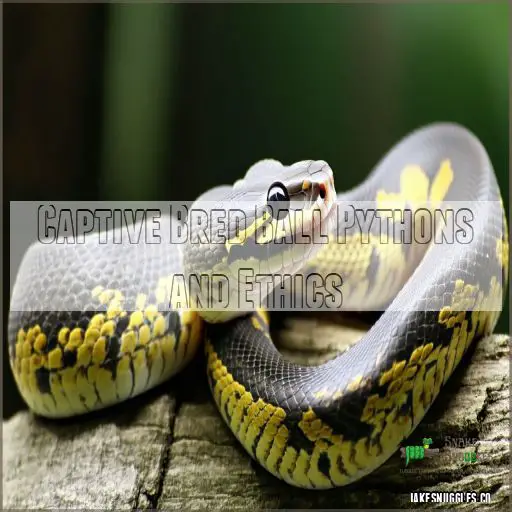 Ball Python Morph Market: Breeders, Trends, Care & Top Morphs