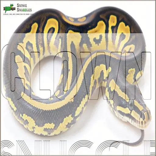 Best Ball Python Morphs: Top 10 Stunning Varieties You Need to See (2024)