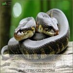 Boa Constrictor Babies: Surprising Facts and Reproduction Secrets