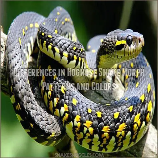 Hognose Snake Morphs: Stunning Patterns & Colors Explored