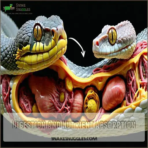 What Do Boa Constrictors Eat? The Shocking Prey List!