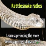 Do Rattlesnakes Shed Their Rattles? The Surprising Truth