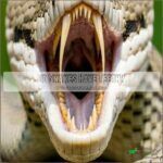 Snake Teeth: 10 Mind-Blowing Facts About These Natural Weapons (2024)