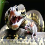 Ball Python Feeding Guide for Babies: Charts, Tips & Expert Care (2024)