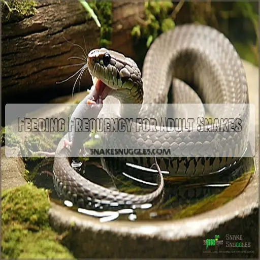 Snake Feeding Schedule: The Complete Guide