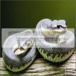 Boa Constrictor Vs Python: 10 Key Differences You Need to Know (2024)