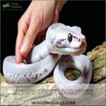 White Lipped Python Care: Northern Vs Southern Varieties Uncovered