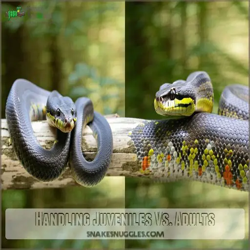 Handling a Reticulated Python: Secrets to Safe, Expert Snake Care