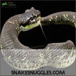 How Do Snakes Poop and Pee? The Fascinating Science Behind Reptile Waste