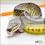 Ball Python Size: How Big Do These Pets Really Get?
