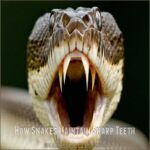 Snake Teeth: 10 Mind-Blowing Facts About These Natural Weapons (2024)