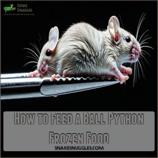 How to Feed a Ball Python: Complete Guide (Care Tips & Schedule 2024)
