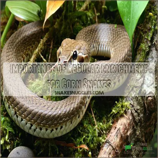 Corn Snake Behavior and Enrichment Ideas to Keep Them Happy and Healthy