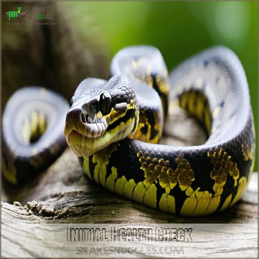 Choosing a Healthy Ball Python: Tips for Your Next Pet