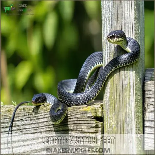 How Big Do Black Rat Snakes Get? Size Facts That Will Shock You
