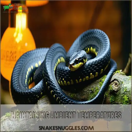 Mexican Black Kingsnake Care: Top Tips for Ideal Pet Ownership