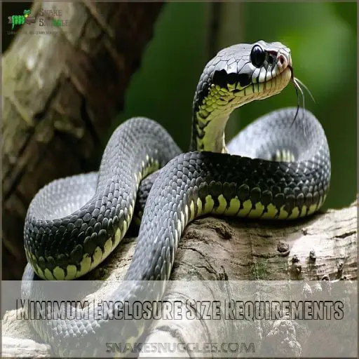 Boa Constrictor Habitat Requirements: Expert Guide to Natural & Captive ...