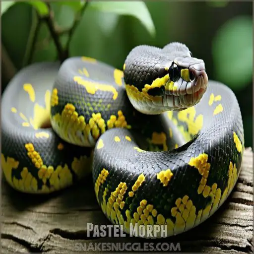 Ball Python Morph Market: Breeders, Trends, Care & Top Morphs