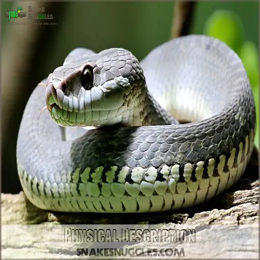 A Guide to Florida Rat Snakes: Species & Color Variants - What You Need ...