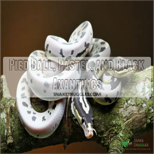 Axanthic Ball Python: Morphs, Care Tips & Genetic Guide