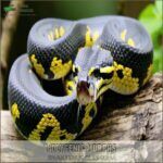 Snake Morphs: Popular Python Colors, Patterns & Rare Combinations