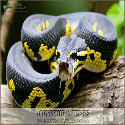 Snake Morphs: Popular Python Colors, Patterns & Rare Combinations