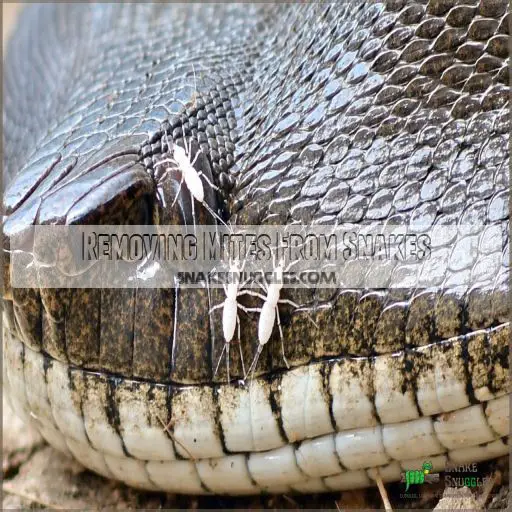 Snake Mite Infestation Removal: Tips to Protect Your Snake